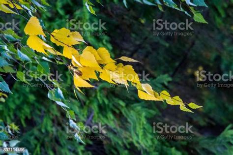 질감 패턴 배경입니다 나뭇잎과 자작나무 잎과 잔 가지 얇은 껍질 및 Catkins 곰 슬림 빠른 성장 나무 10월에 대한 스톡