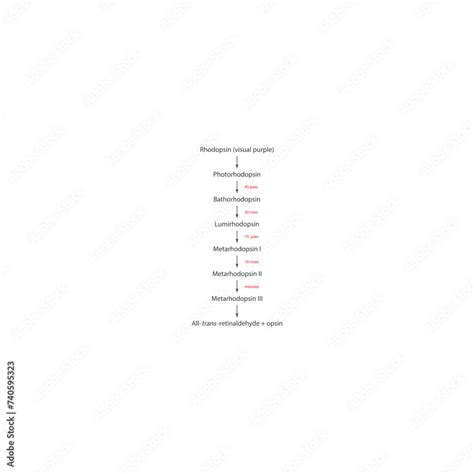 Diagram Showing Stages Of The Visual Cycle Rhodopsin Excitation Transition From Photo