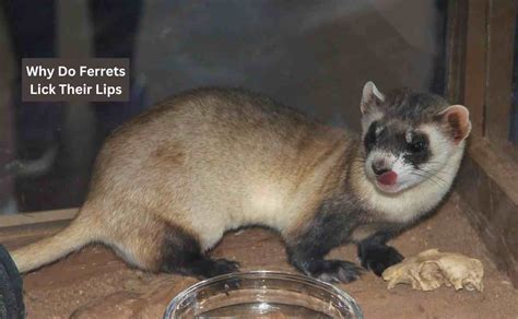 Why Do Ferrets Lick Their Lips 5 Genuine Facts Ferret Adviser