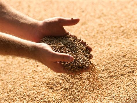 Everything Youll Need To Establish On Farm Grain Storage Grain