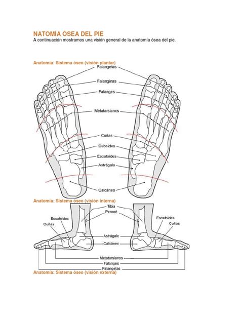 Mapa De Reflexología Podal Y Anatomía Pdf Reflexología Masaje