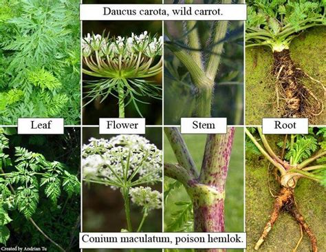 Identifying Wild Carrot And Poison Hemlock Poisonous Plants