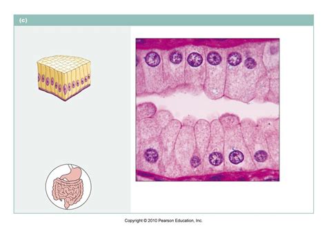 Simple Columnar Locations Nonciliated Lines The Inside Of The