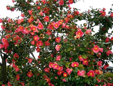 나무와 힐링 이른 봄 잔설속에 피어 이미지 이투데이