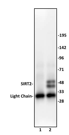 Sirt2 Antibody Pab Proteintech