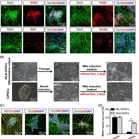 Long‐time Differentiation Of Multi‐gene‐modified Hipscs A Progenitor