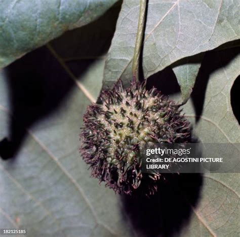 Platanaceae Photos And Premium High Res Pictures Getty Images