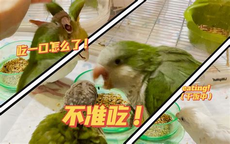 鹦鹉玄凤和尚和小太阳抢饭吃谁是最后赢家 哔哩哔哩 bilibili