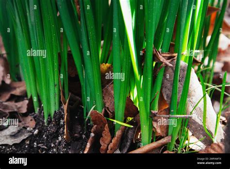 A Wide Row Of Onion Plants In Organic Vegetable Garden In Spring Season