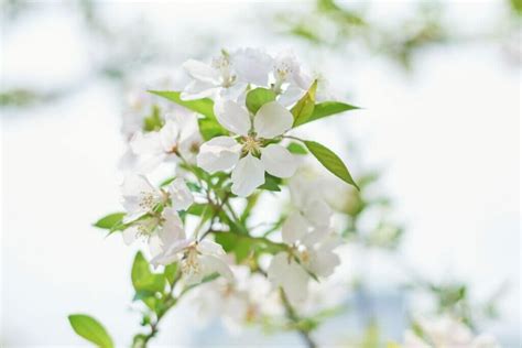 Signification Et Symbolisme Des Fleurs Blanches