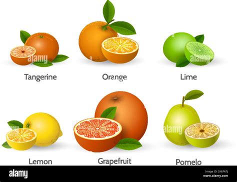 Citrus Types Illustration Stock Vector Image And Art Alamy