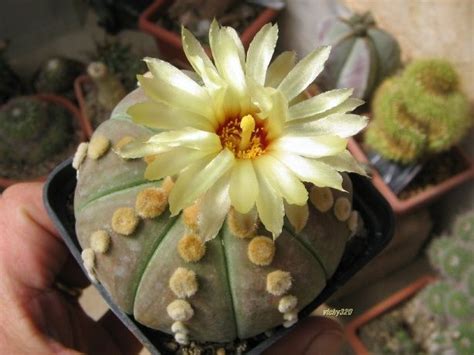Astrophytum Asterias V Nudum Cv Ooibo Ruri Kabuto Artofit