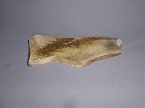 Lepidodendron Foliage Fossil Replica Skeletons And Skulls Superstore