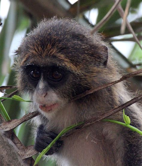 Cercopithecus Neglectus De Brazzas Monkey — Coke Smith Wildlife