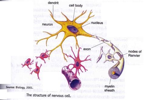 Nervous Tissue Structure The Nervous System Musculoskeletal Key