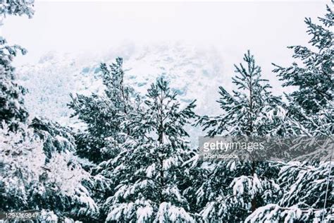 White Pass Ski Area Photos And Premium High Res Pictures Getty Images