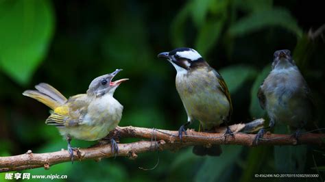 小鸟摄影图 鸟类 生物世界 摄影图库 昵图网