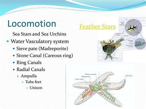 Ppt Echinoderms Powerpoint Presentation Free Download Id 2018898