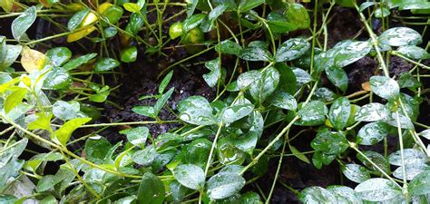 Spider Mites In The Ficus Tree At Home With John Newman