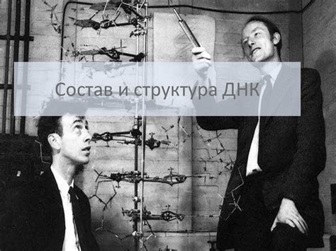 Состав и структура ДНК - презентация онлайн