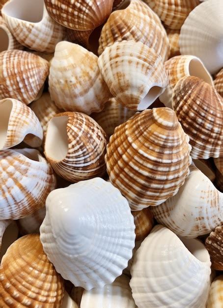 Premium Ai Image Sea Shells Small