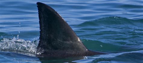 Wireshark Tcp Tips And Tricks