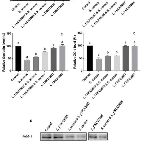 Quantification Of Jam 1 A Claudin 1 B Occludin C And Zo 1 Download Scientific