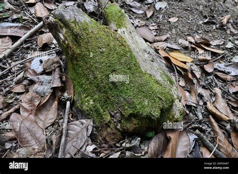 Algae Grown On A Declining Wood Stem On The Ground Which Was Covered By