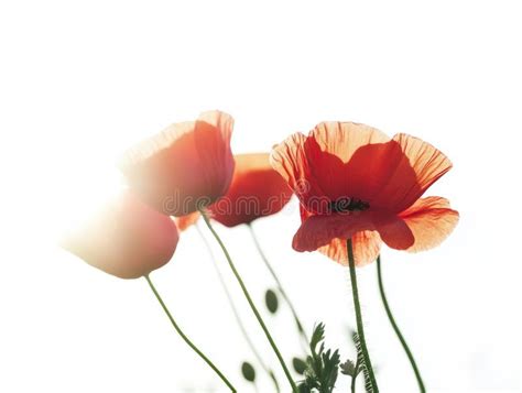 A Detailed View Of A Cluster Of Bright Red Flowers Stock Image Image