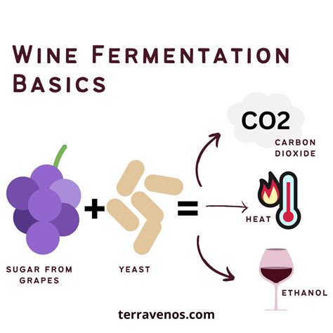 How Does Co2 Affect The Fermentation Process In Winemaking In 2024 Cdd