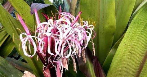 Crinum Plant Care Today