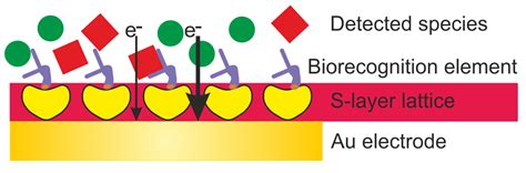Sensors Free Full Text Electrochemical Biosensors Based On S Layer