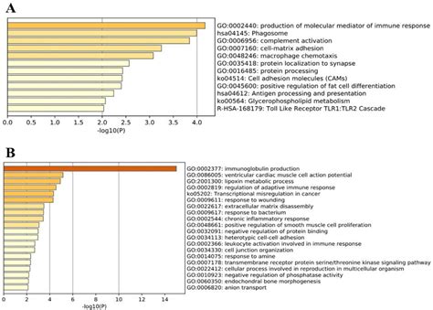A New Insight Into Sex Specific Non Coding Rnas And Networks In