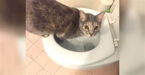13 Guilty Cats Who Regret Absolutely Nothing