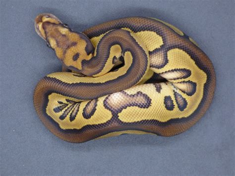 Clown Leopard Ball Mojave Morph List World Of Ball Pythons