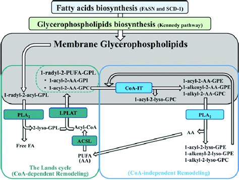 Schematic Representation Of Fa And Gpl Biosynthesis And Remodeling Download Scientific Diagram
