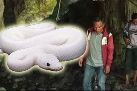 Menguak Misteri Gua Istana Ular Di Ntt Bersemayam Ular Putih Raksasa