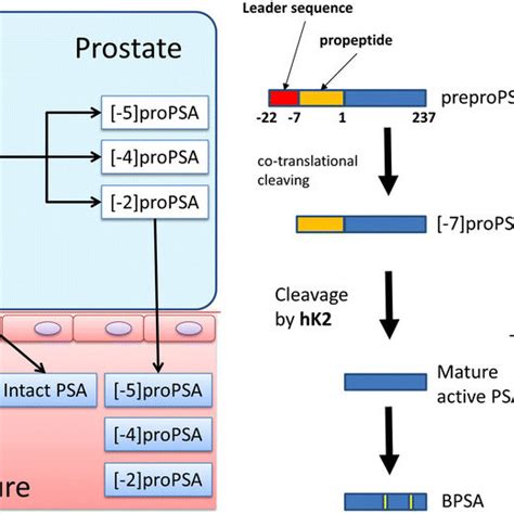 Psa Synthesis And Psa Isoforms Psa Synthesis Begins With The Cleavage