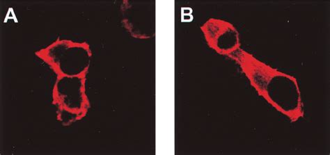 Subcellular Localization Of Pdk1 Hek 293 Cells Transfected On