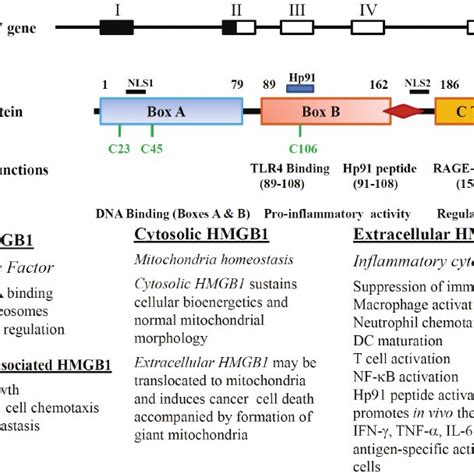 A Schematic Representation Of Gene Structure Protein Domains And Their Download Scientific