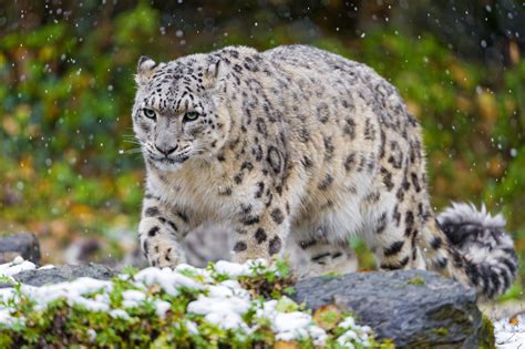 デスクトップ壁紙 ネコ 草 雪 野生動物 大きな猫 動物園 ユキヒョウ 野生の猫 捕食者 動物相 哺乳類 脊椎動物