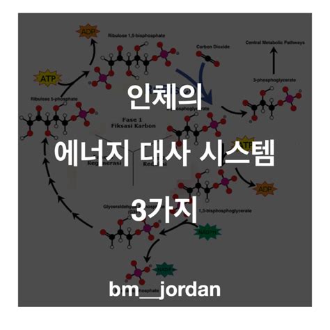 인체의 에너지 대사 시스템 3️⃣가지 네이버 블로그