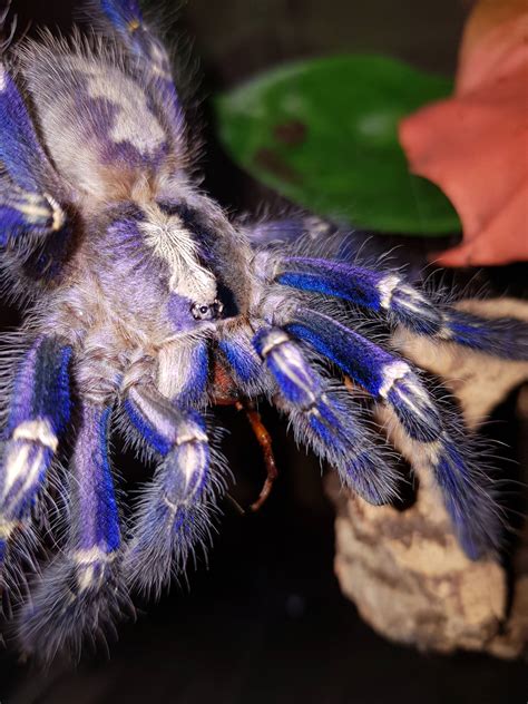 Peacock Tarantula Rawwnverts
