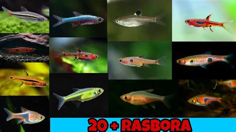 Different Types Of Rasbora Species In The World Youtube
