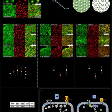 Membrane Potential Mediated Mechano Transduction Pathways A