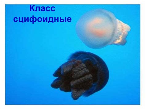 Многообразие кишечнополостных презентация онлайн