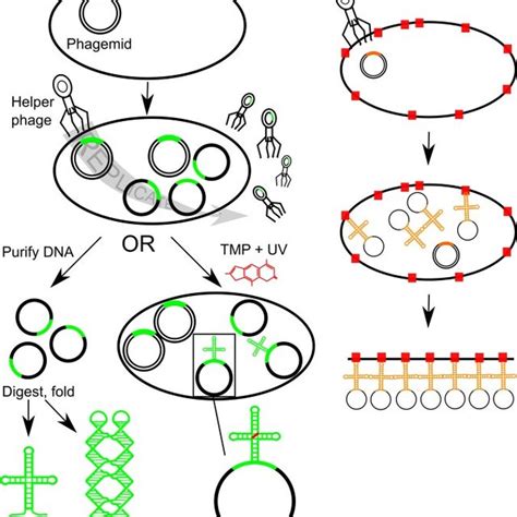 In Vivo Replication And Assembly Of Dna Nanostructures A The In Vivo