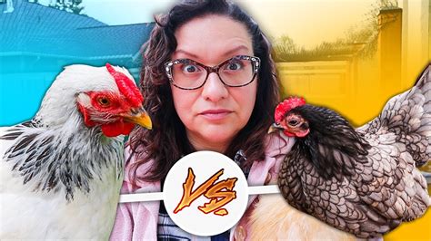 Bantam Chickens Vs Standard