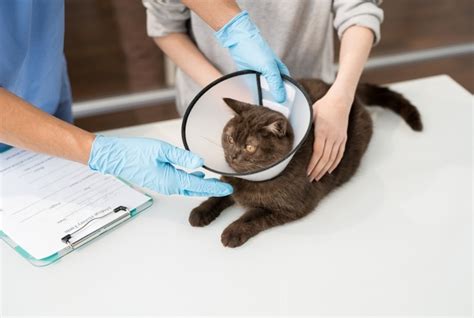 Esporotricose Felina O Que é Sintomas E Como Tratar Alpha Conde