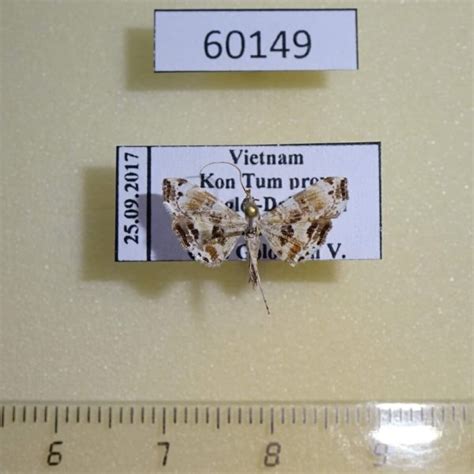 Crambidae Sp Vietnam Fareastinsects